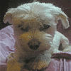 Avatars dogs 109942 Avatar