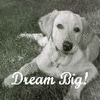 Avatars dogs 222959 Avatar