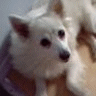 Avatars dogs 274277 Avatar