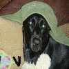 Avatars dogs 971838 Avatar