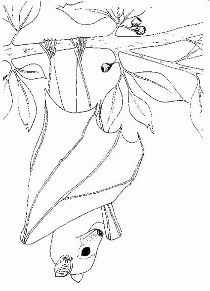 Coloring Page - Bat coloring pages 2
