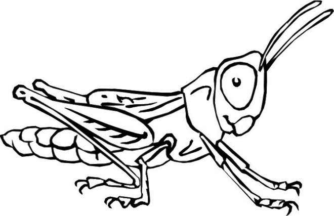 Coloring Page - Insect animal coloring pages 12