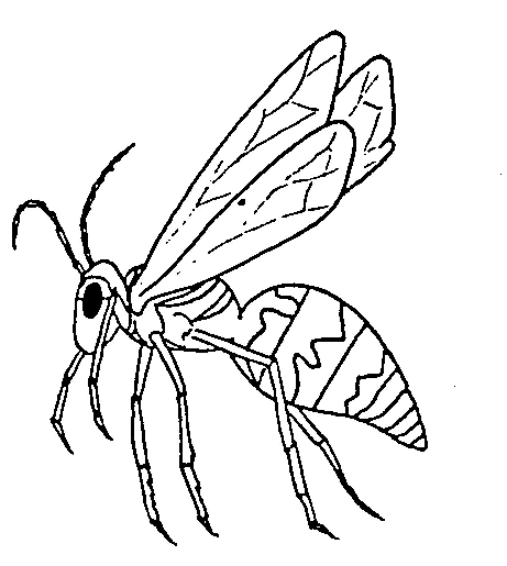 Coloring Page - Insect animal coloring pages 28